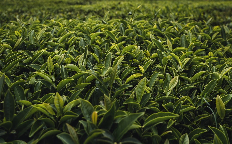 Tea By Type: A Comprehensive Guide - tealovers.com